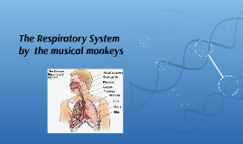 The Respiratory System by musical monkeys on Prezi