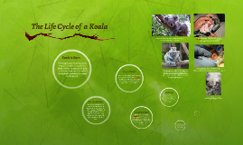 Australia Koala Life Cycle