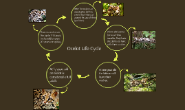 Ocelot Female Body Parts Diagram