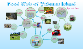 Food Web of Volcano Island Final by Iris Hong on Prezi
