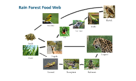 Rain Forest Food Web by Shanna Barlow on Prezi