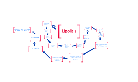 Lipolisis by Sujey Juarez on Prezi