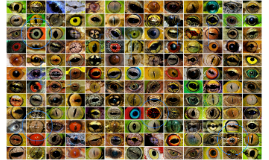 Digestive system of The Snake by Brionna Smith on Prezi