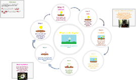 The Plant Life Cycle of a Daisy by Nicole Bish on Prezi