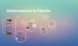 Deforestation in Florida by Amber Butler on Prezi