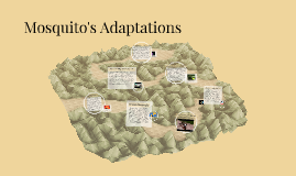 Mosquito's Adaptations by Kevin Wa on Prezi