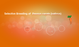 Selective Breeding of Carrots by Taylor Van Stiphout on Prezi