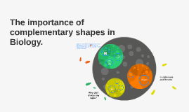 The importance of complementary shapes in Biology. by Kayleigh Orchard ...