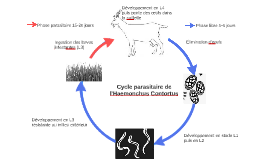 Cycle parasitaire de l'Haemonchus Contortus by Eva Marduel on Prezi