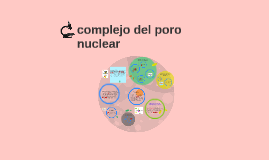 complejo del poro nuclear by Alexandra conejo on Prezi