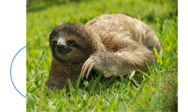 Sloth ancestors by andrew reyes on Prezi