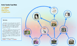 Arctic Tundra Food Web by Jackie Edinger on Prezi