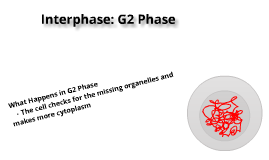 Interphase G2