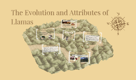 The Evolution and Attributes of Llamas by k8 jones on Prezi