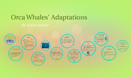 Orca Whales' Adaptations by Ashley Poirier on Prezi