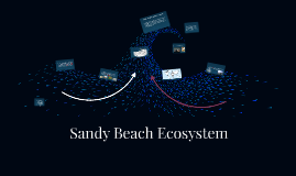 Sandy Beach Ecosystem by MacKenzie Johnson on Prezi