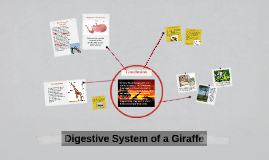 Digestive System of a Giraffe by Holly Aldridge on Prezi