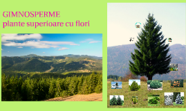 RELATII INTERSPECIFICE LA PLANTE SI ANIMALE by haiduc mihai dumitru on ...