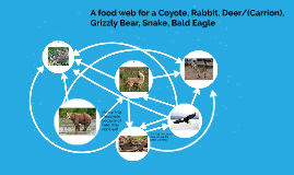 Coyote Adaptations by Daniel Lee on Prezi
