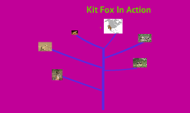 Food Chain of a Kit Fox by kathryn lancaster on Prezi