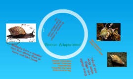 Reproduction for mollusk by angela bussanich on Prezi