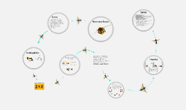 Bienen in unserem Ökosystem by Philipp Buhck on Prezi