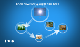 Copy of FOOD CHAIN OF A WHITE TAIL DEER by Brenda Genthhner on Prezi