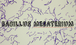 BACILLUS MEGATERIUM by Kimmie C. on Prezi