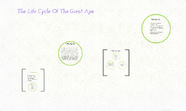 Life Cycle Of Apes by on Prezi