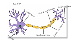 Bouw van een Neuron by Appel Sap on Prezi