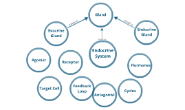 Endocrine System Concept Map Key In 2020 Endocrine System Concept
