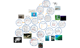Animals in the Neritic Zone by Claudia F on Prezi