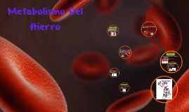 Metabolismo Del Hierro en Animales y Seres Humanos by Maryoris de la ...