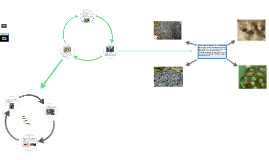 CICLUL DE VIATA LA BROASCA DE BALTA by Parfene Raluca on Prezi