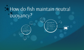 How do fish maintain neutral buoyancy? by Andy Kim on Prezi