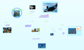 Dolphin Classification project by Emma Li on Prezi