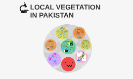 LOCAL VEGETATION IN PAKISTAN by Hamda Riaz on Prezi