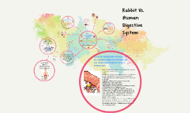 Rabbit Vs. Human Digestive System by Emily Rissman on Prezi