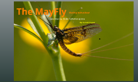 MayFly Mating by D H on Prezi