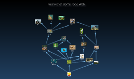 Freshwater Biome Food Web by sarah medina on Prezi