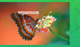 PROTOCOOPERACION by Nory Mejia on Prezi