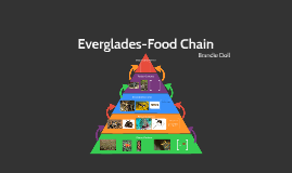 Everglades-Food Chain by Brandie Doll on Prezi