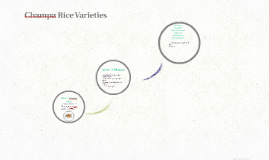 What is Champa Rice? by Steven Eng on Prezi