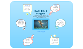 Classifying Matter Graphic Organizer by Shelby Targgart on Prezi