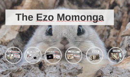 The Ezo Momonga by Meli Lechat on Prezi
