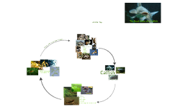 Catfish Food Chain by Jessica Buller on Prezi