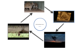 Eastern Grey Kangaroo Life Cycle by Sebastian Max on Prezi