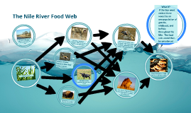 The Nile River Food Web by on Prezi
