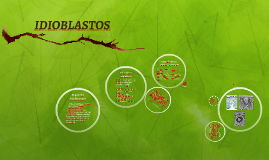 IDIOBLASTOS by Mariana Fabri on Prezi