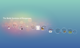 The Body Systems of Kangaroos by Kendall Miller on Prezi